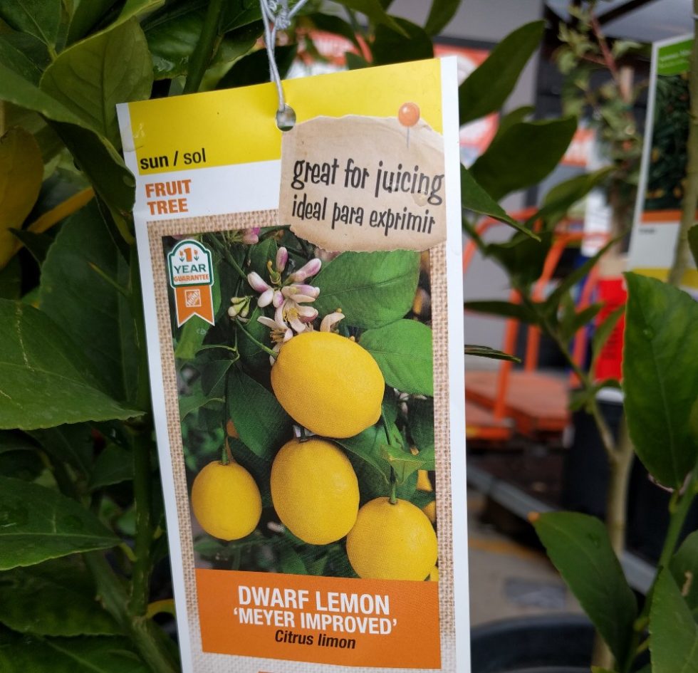Meet Frank Meyer, of the Meyer lemon - Greg Alder's Yard Posts ...