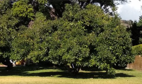 The Fuerte avocado tree: a profile - Greg Alder's Yard Posts: Southern ...