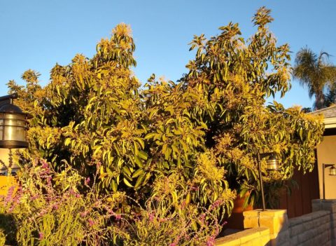 The Fuerte avocado tree: a profile - Greg Alder's Yard Posts: Southern ...