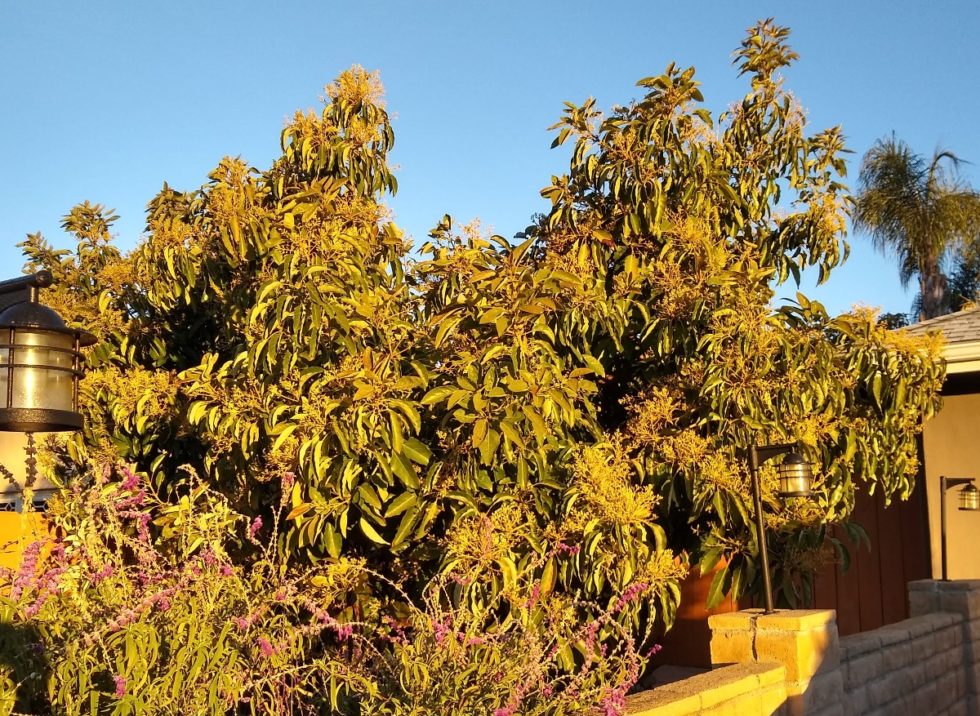 The Fuerte avocado tree: a profile - Greg Alder's Yard Posts: Southern ...