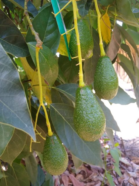 The Fuerte avocado tree: a profile - Greg Alder's Yard Posts: Southern ...