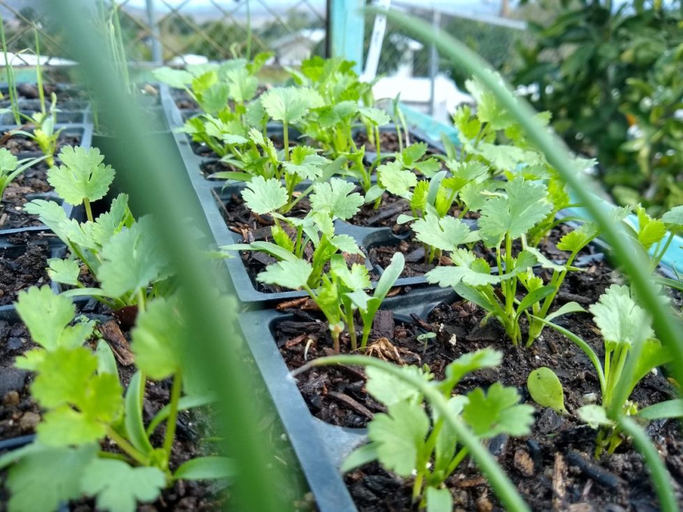 Growing cilantro in Southern California - Greg Alder's Yard Posts ...