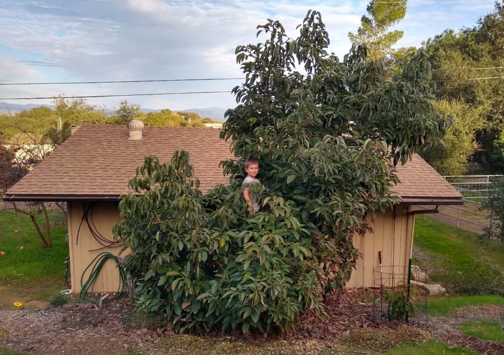 The Fuerte avocado tree: a profile - Greg Alder's Yard Posts: Southern ...