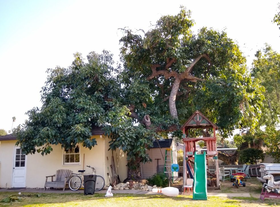 The Fuerte avocado tree: a profile - Greg Alder's Yard Posts: Southern ...