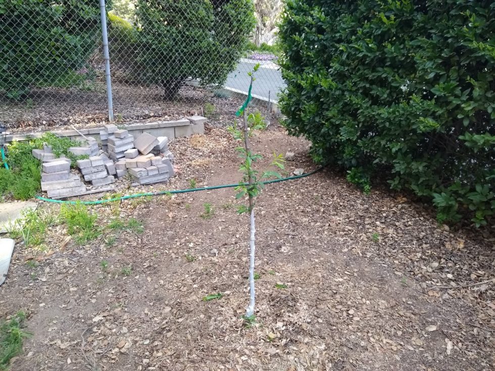 Painting the trunks of fruit trees - Greg Alder's Yard Posts: Southern ...