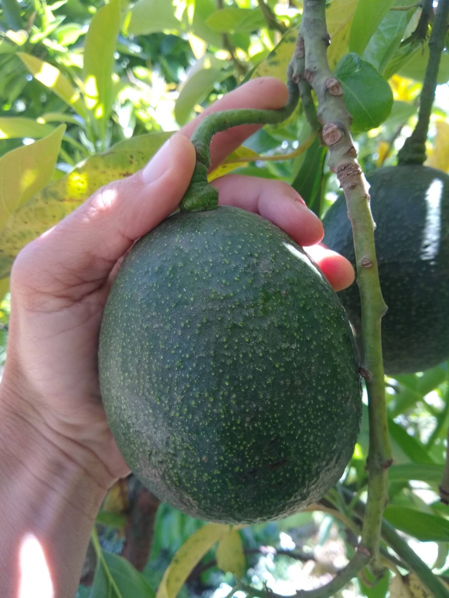 Snapping stem in half to harvest Reed avocado Greg Alder s Yard Posts snapping-stem-in-half-to-harvest-reed-avocado-greg-alder-s-yard-posts