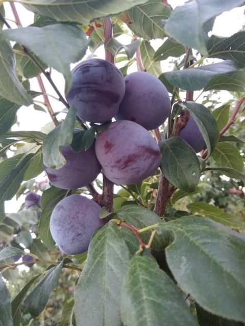 Thank you, Floyd Zaiger - Greg Alder's Yard Posts: Southern California ...