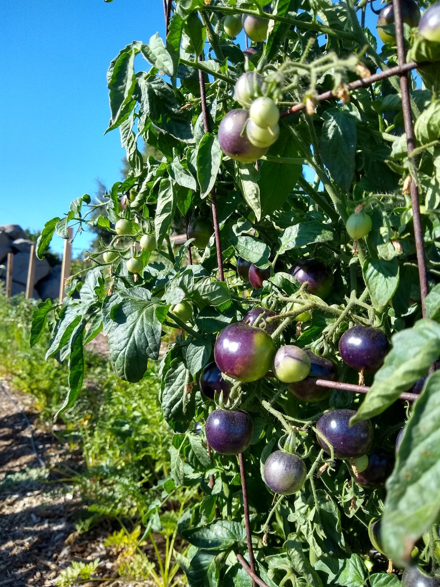 Indigo Blue Tomato Plants