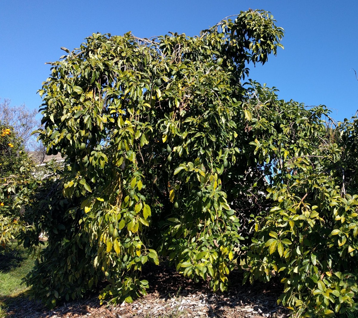 Pinkerton-avocado-tree-Redlands-1 - Greg Alder's Yard Posts: Food ...