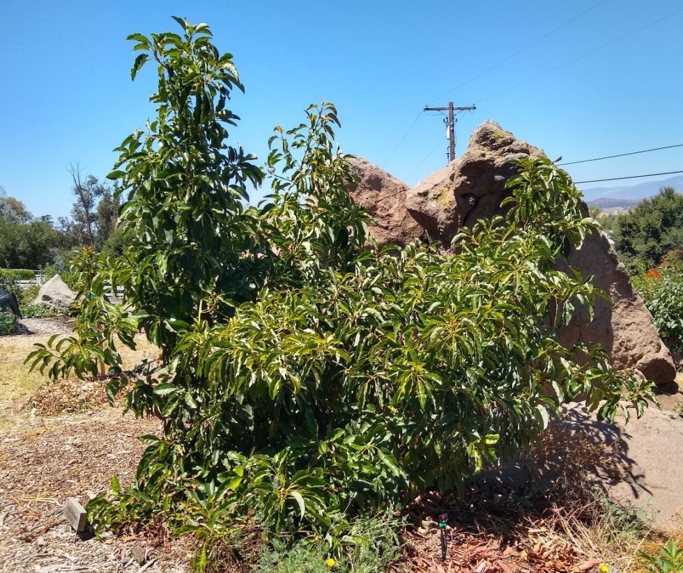 Heat tolerance of avocado varieties - Greg Alder's Yard Posts: Southern ...