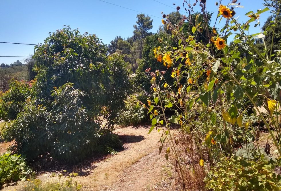 Growing sunflowers in Southern California - Greg Alder's Yard Posts ...