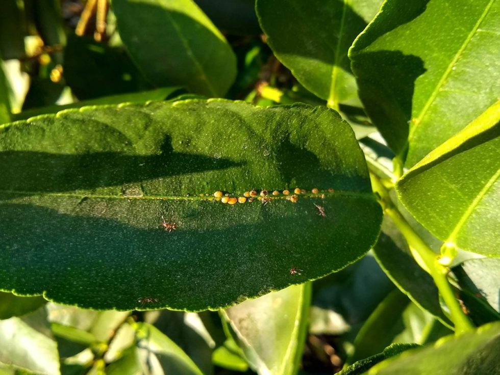 Reading citrus leaves - Greg Alder's Yard Posts: Southern California ...