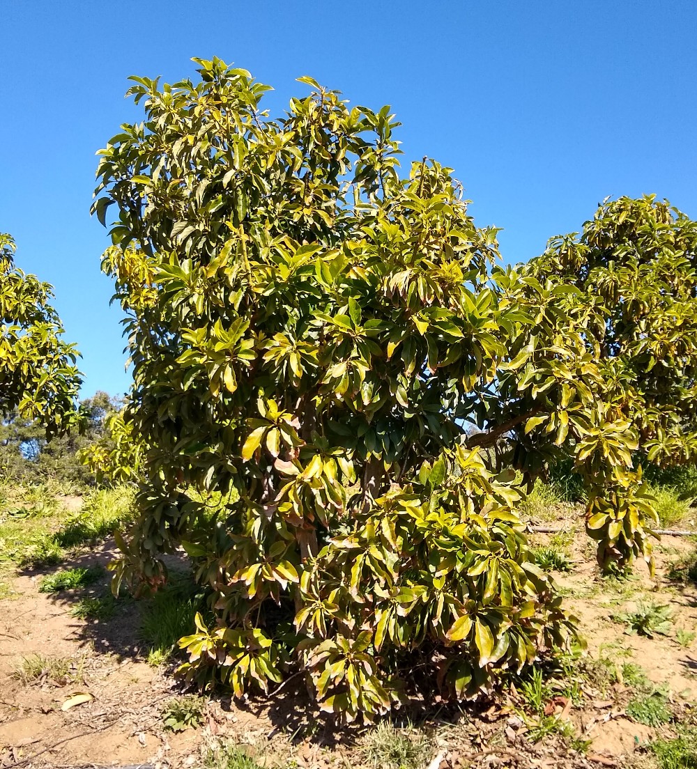 Two Avocado Trees Planted In Same Hole Greg Alders Yard Posts Food Gardening In Southern