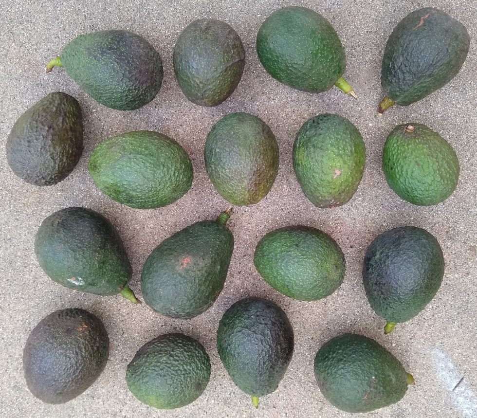 The Lamb/Hass avocado tree: a profile - Greg Alder's Yard Posts ...