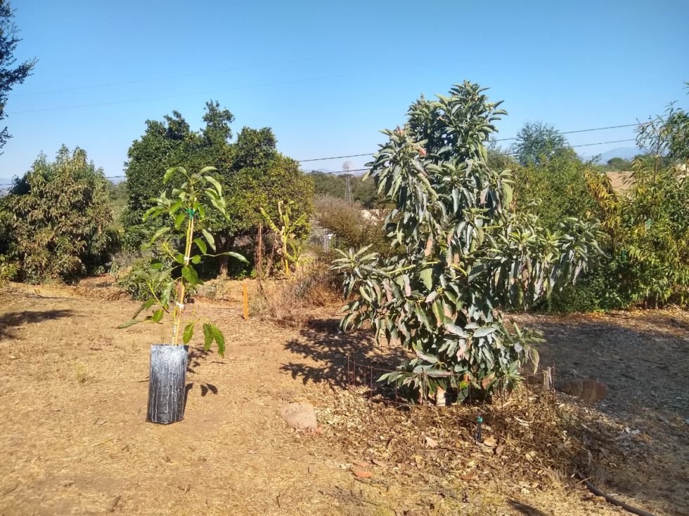 Training young avocado trees - Greg Alder's Yard Posts: Southern ...