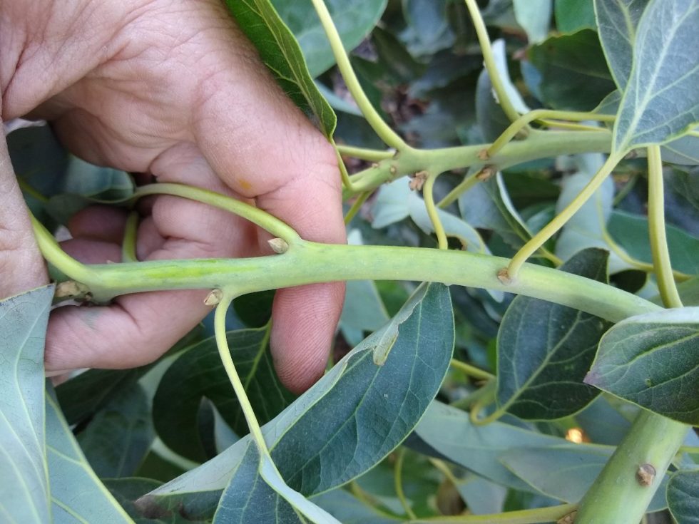 Where to get avocado scion wood - Greg Alder's Yard Posts: Southern ...