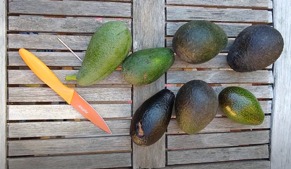 How to tell if an avocado is ripe - Greg Alder's Yard Posts: Southern ...