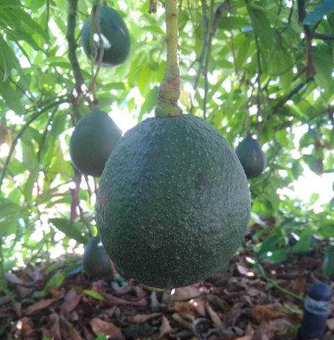 The Holiday avocado tree: a profile - Greg Alder's Yard Posts: Southern ...