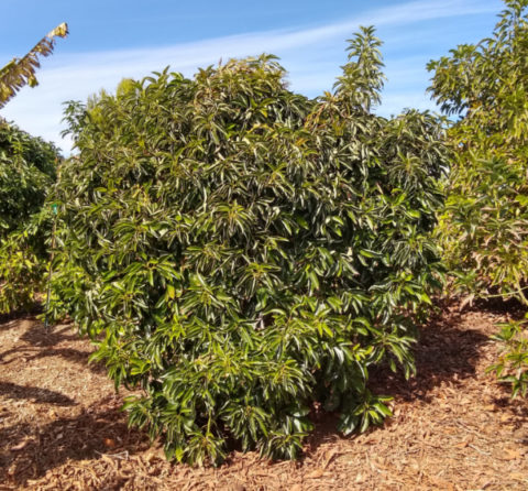The Holiday avocado tree: a profile - Greg Alder's Yard Posts: Southern ...