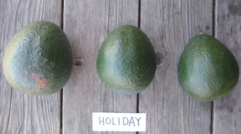 The Holiday avocado tree: a profile - Greg Alder's Yard Posts: Southern ...