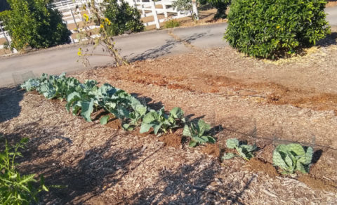 Protecting vegetables and fruit trees from rabbits - Greg Alder's Yard ...