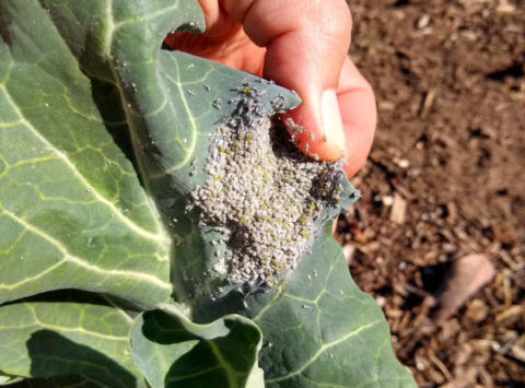 Controlling aphids on broccoli and cauliflower: an experiment with the ...
