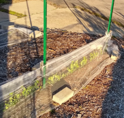 Protecting vegetables and fruit trees from rabbits - Greg Alder's Yard ...