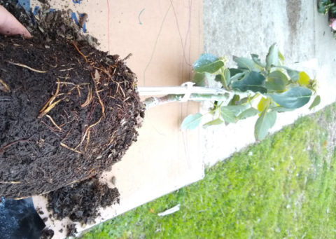 Avocado rootstocks: What do they matter? - Greg Alder's Yard Posts ...