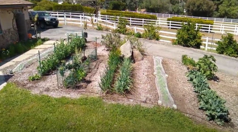 Early spring vegetable garden in Southern California: timings of ...