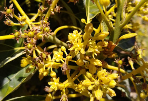 What are the best avocado pollination conditions? - Greg Alder's Yard ...