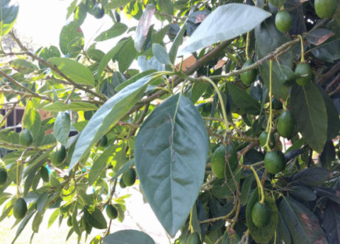 What are the best avocado pollination conditions? - Greg Alder's Yard ...