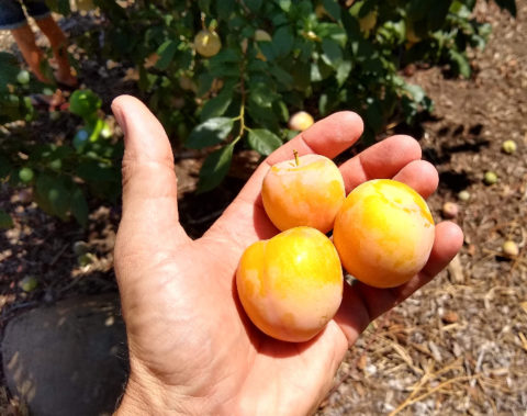 Growing pluots in Southern California - Greg Alder's Yard Posts ...