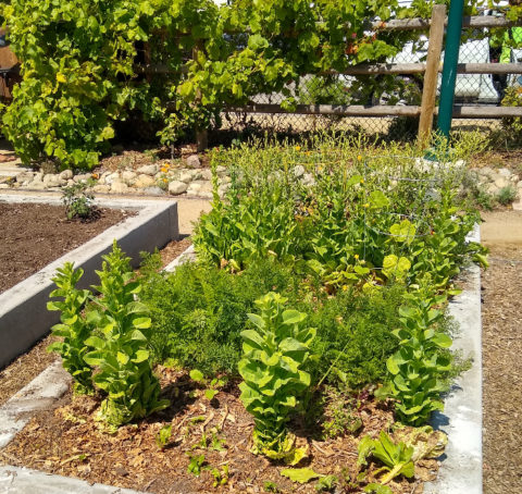 Growing summer lettuce in Southern California - Greg Alder's Yard Posts ...