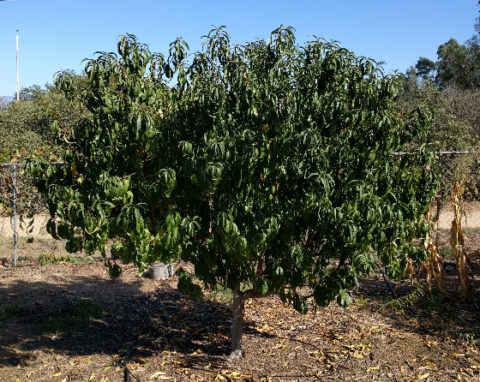 Snow Queen nectarine tree: a profile - Greg Alder's Yard Posts ...