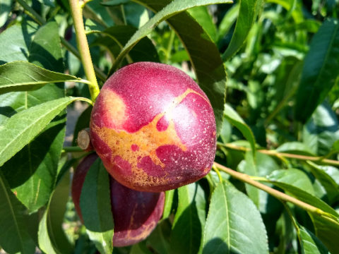 Snow Queen nectarine tree: a profile - Greg Alder's Yard Posts ...