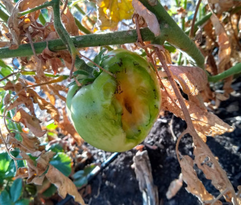 Failing at Tomatoes - Greg Alder's Yard Posts: Southern California food ...