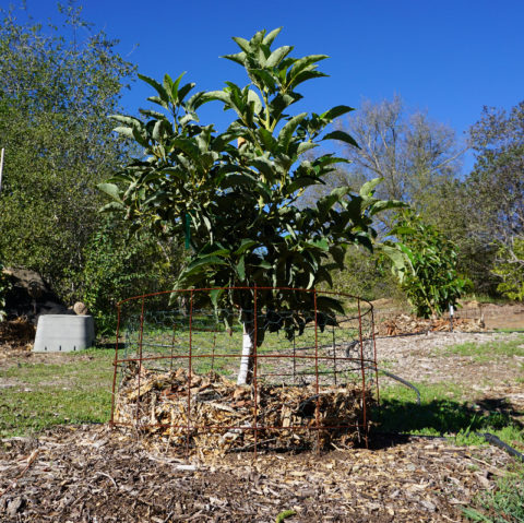 Planting avocados in poor soil - Greg Alder's Yard Posts: Southern ...
