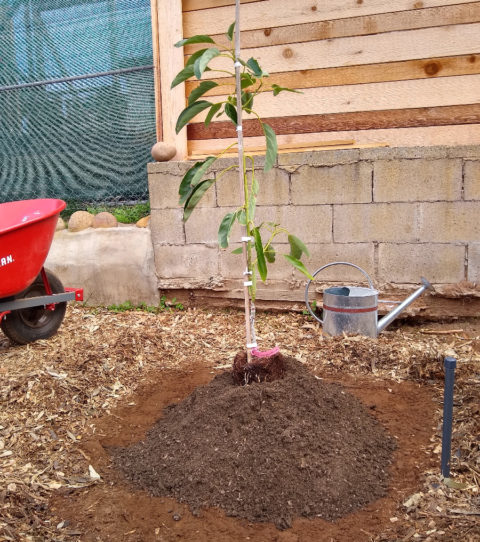 Planting avocados in poor soil - Greg Alder's Yard Posts: Southern ...