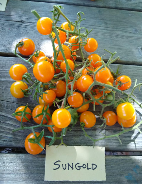 Growing tomatoes in Southern California - Greg Alder's Yard Posts ...
