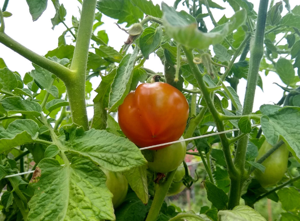 Growing tomatoes in Southern California - Greg Alder's Yard Posts ...