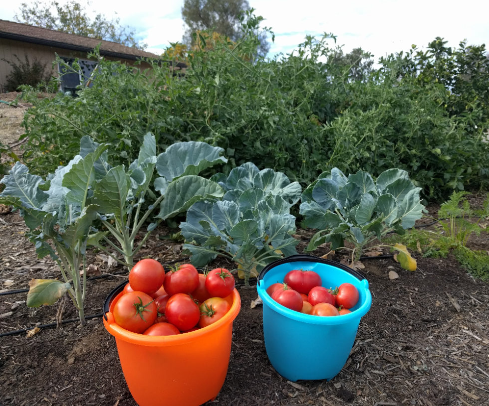 Growing tomatoes in Southern California - Greg Alder's Yard Posts ...