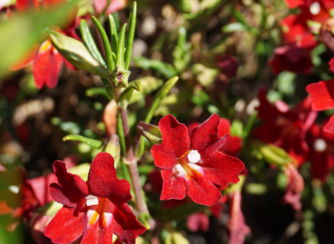 Monkey flower: native plant in Southern California that feeds bees and ...