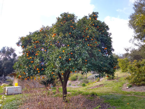 Watering fruit trees with drip irrigation - Greg Alder's Yard Posts ...