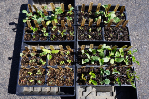 Comparing four mixes for starting vegetable seeds - Greg Alder's Yard ...