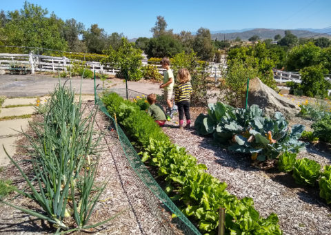 Supporting The Yard Posts - Greg Alder's Yard Posts: Southern ...