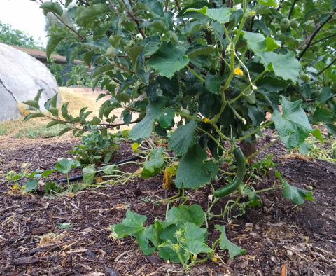 Growing cucumbers in Southern California - Greg Alder's Yard Posts ...