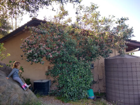 Eating pineapple guava flowers - Greg Alder's Yard Posts: Southern ...