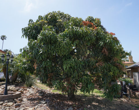 Captain Bucklew's California mango trees - Greg Alder's Yard Posts ...