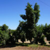 Where to buy an avocado tree - Greg Alder's Yard Posts: Southern ...