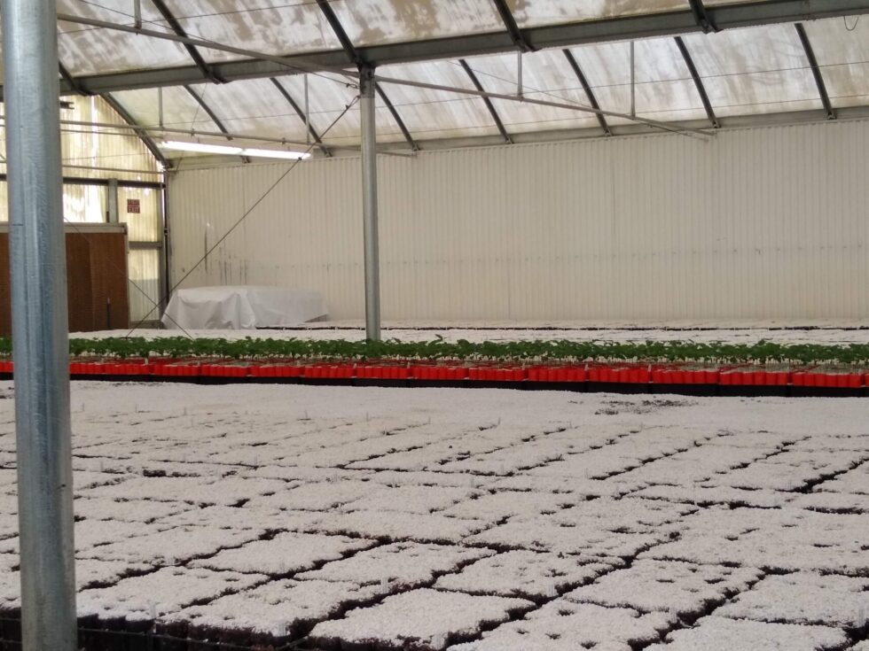 Growing avocado trees from seed - Greg Alder's Yard Posts: Southern ...